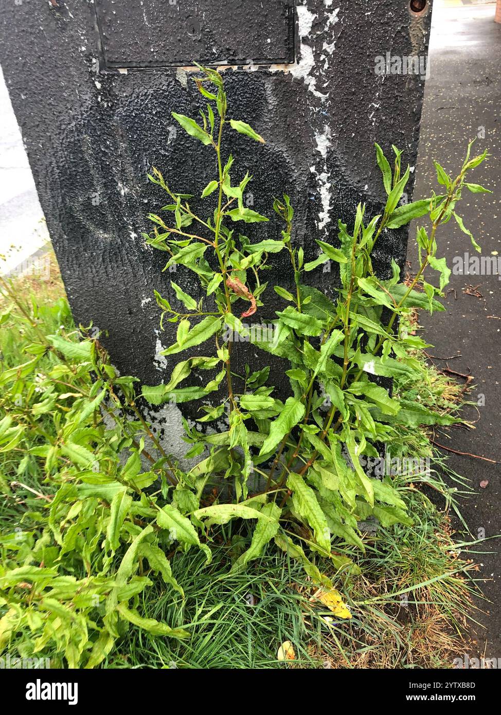 Clustered Dock (Rumex conglomeratus Stock Photo - Alamy