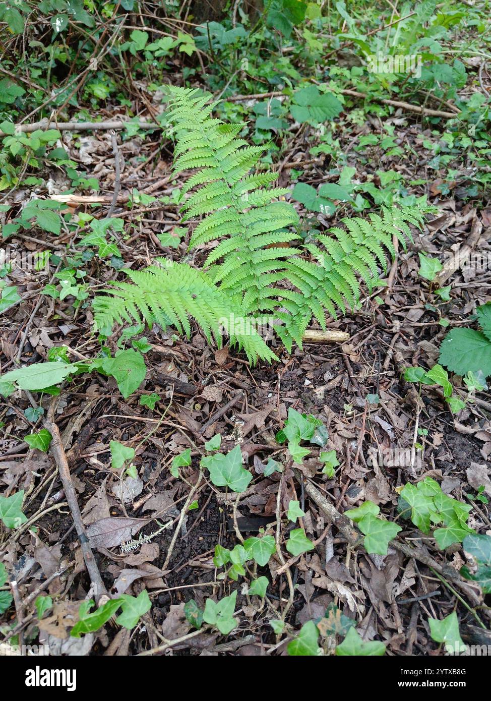 male fern (Dryopteris filix-mas Stock Photo - Alamy