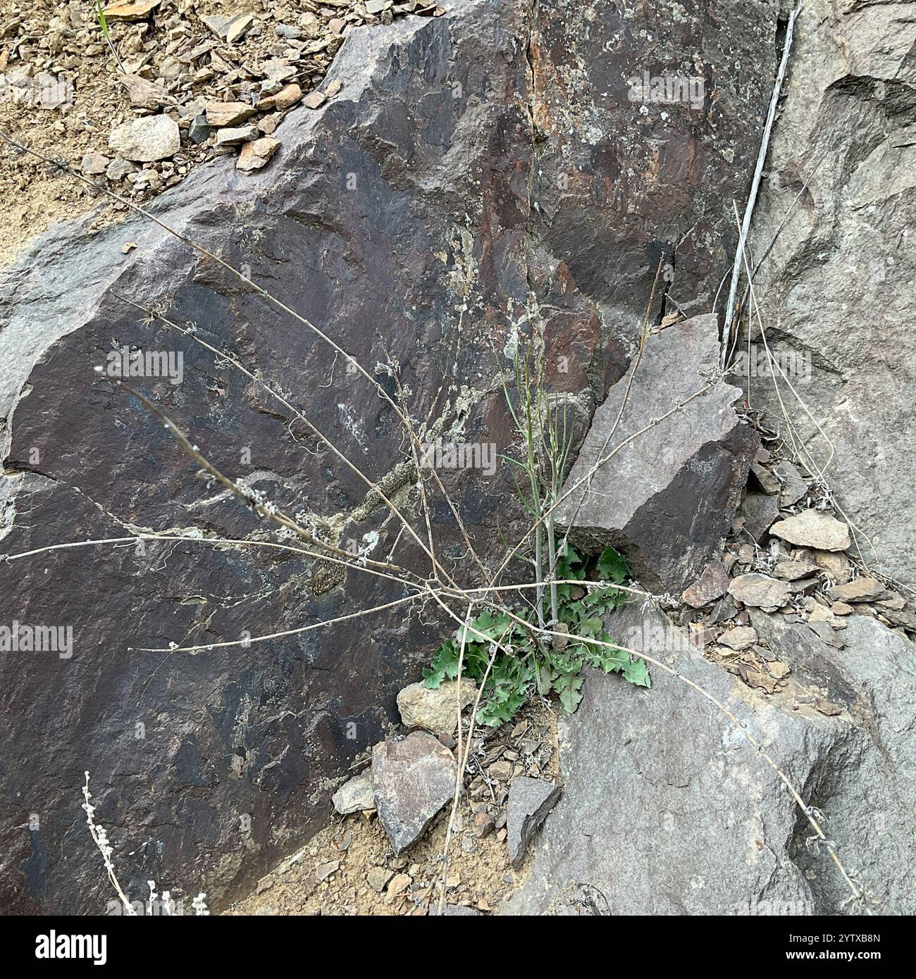 Rush Skeletonweed (Chondrilla juncea Stock Photo - Alamy