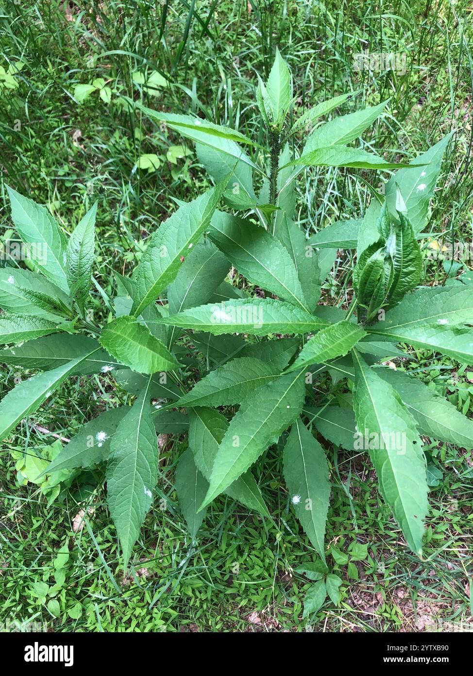 Wingstem (Verbesina alternifolia Stock Photo - Alamy