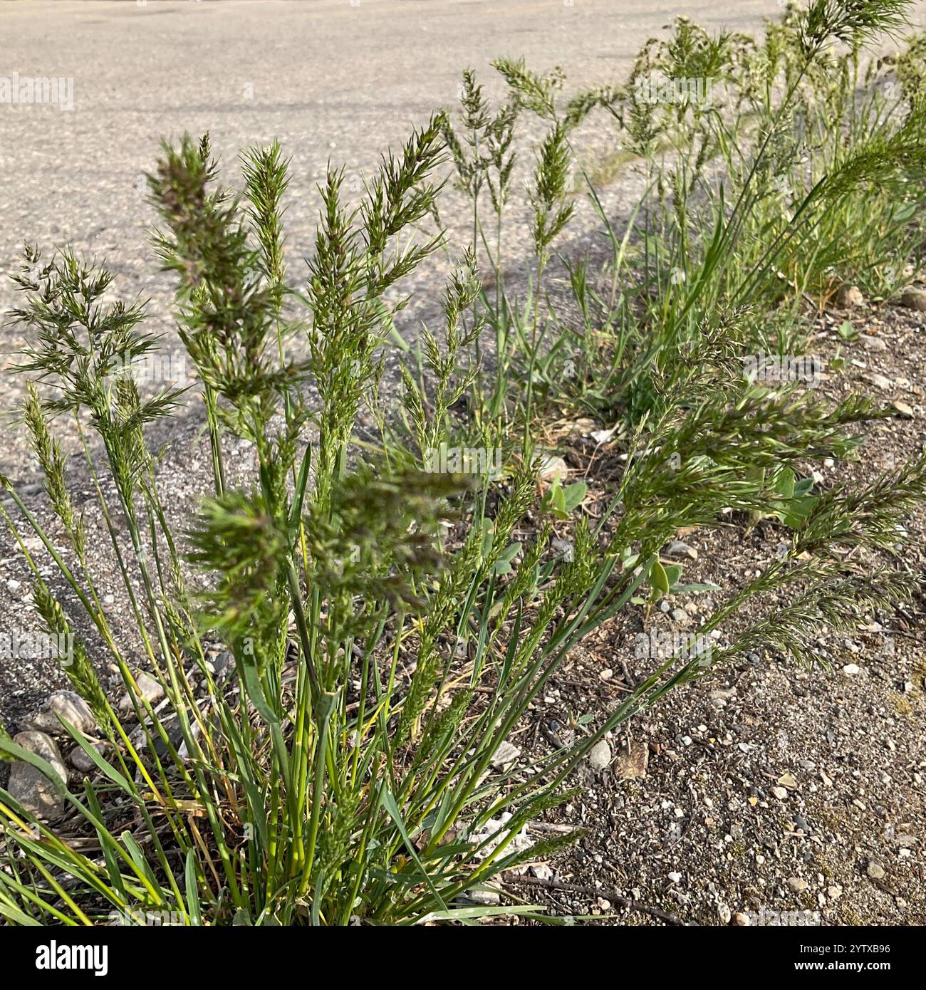 Bulbous Bluegrass (Poa bulbosa Stock Photo - Alamy