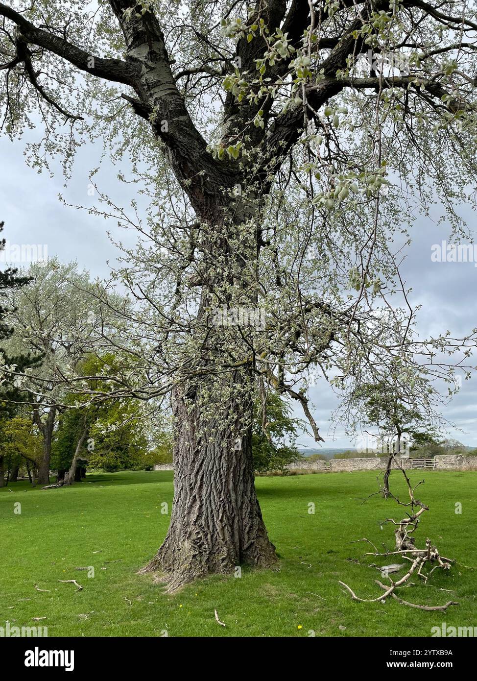 white poplar (Populus alba Stock Photo - Alamy
