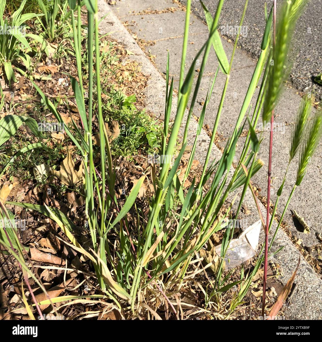 wall barley (Hordeum murinum Stock Photo - Alamy