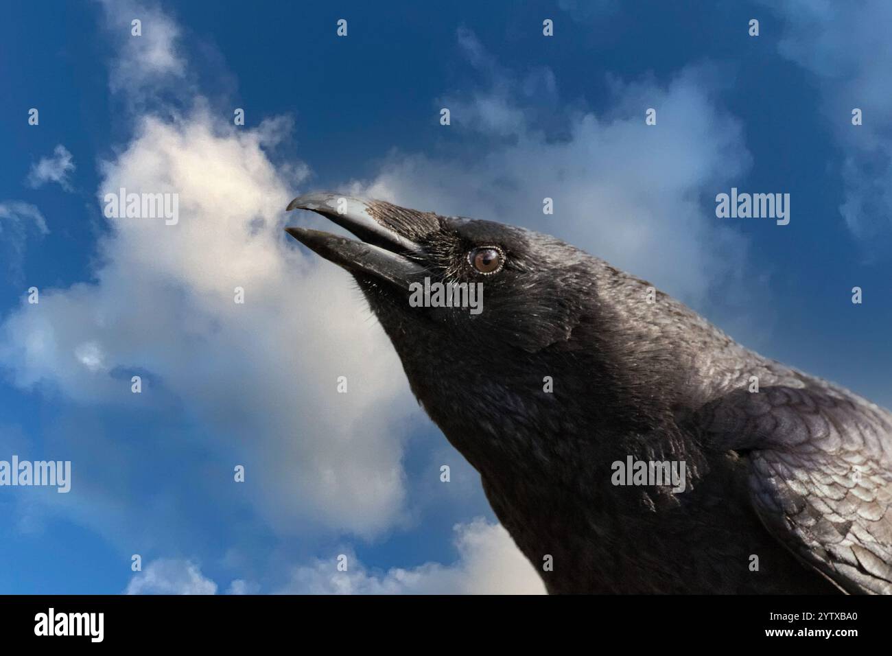 A carrion crow, its beak open, and glossy plumage stand against a bright blue sky and white ...