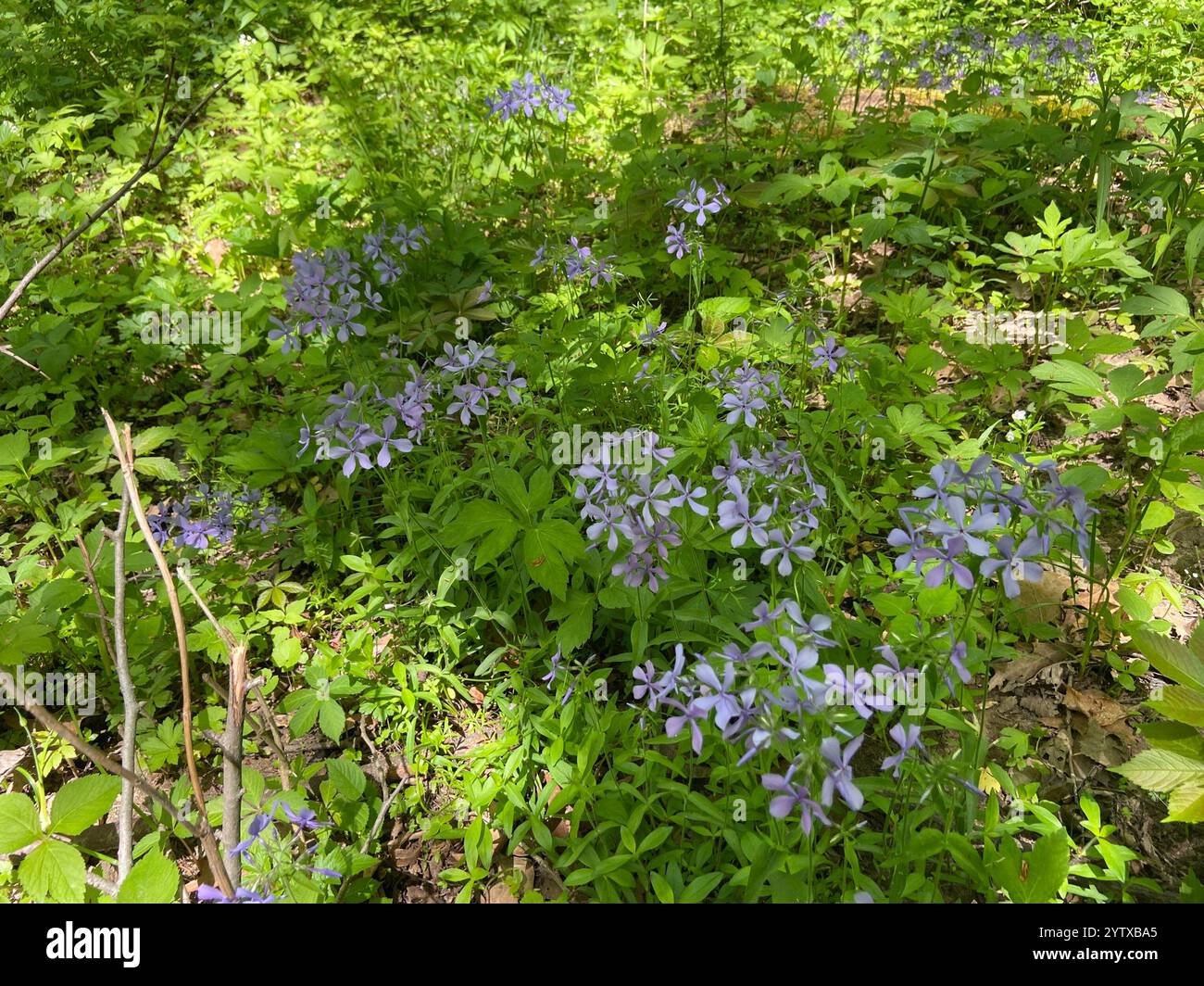 blue phlox (Phlox divaricata Stock Photo - Alamy