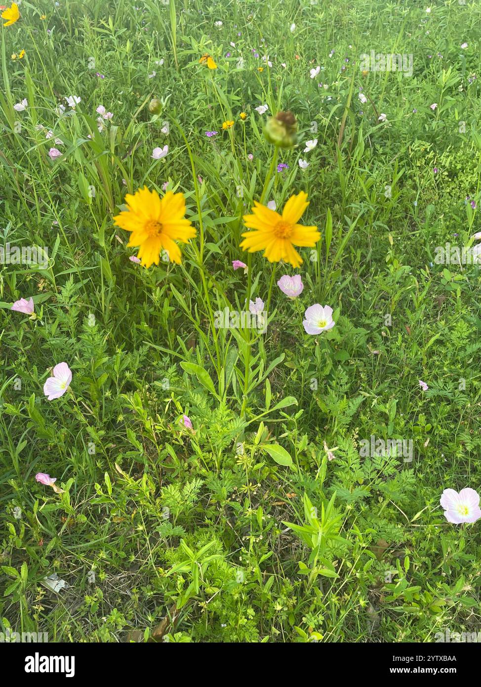 Lance-leaved Coreopsis (Coreopsis lanceolata Stock Photo - Alamy