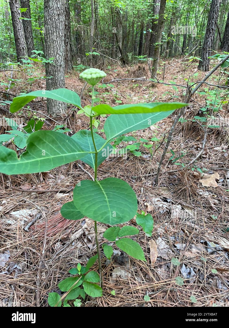 redring milkweed (Asclepias variegata Stock Photo - Alamy