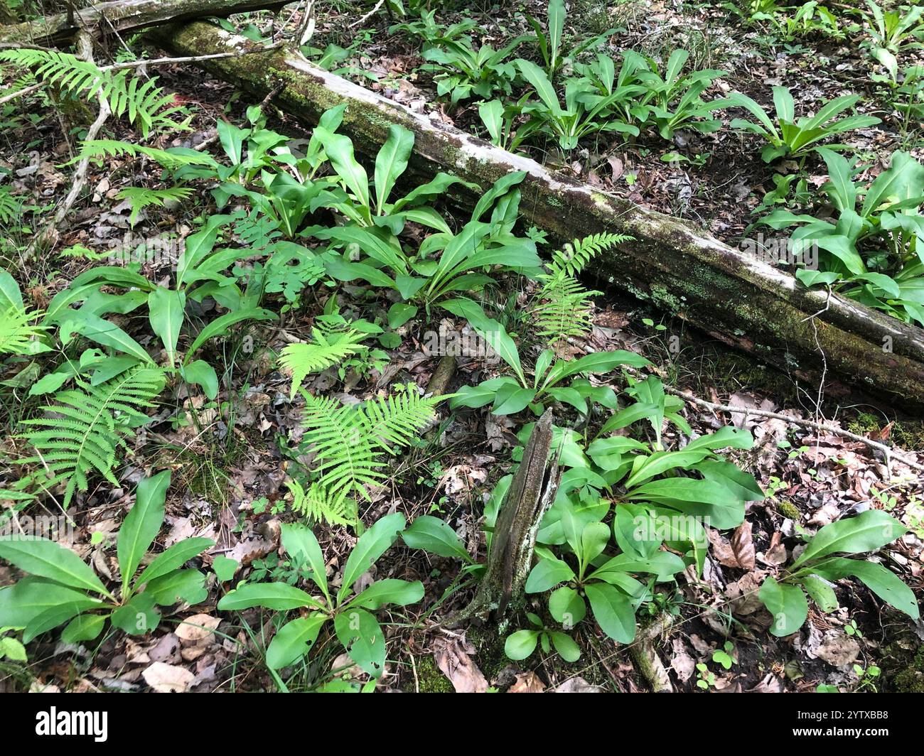 American columbo (Frasera caroliniensis Stock Photo - Alamy