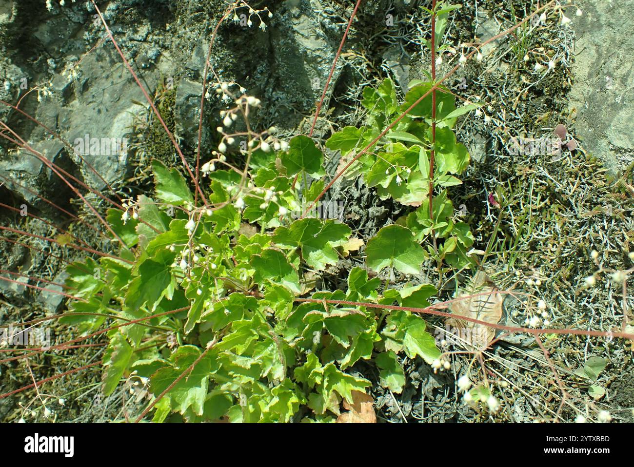 crevice alumroot (Heuchera micrantha Stock Photo - Alamy