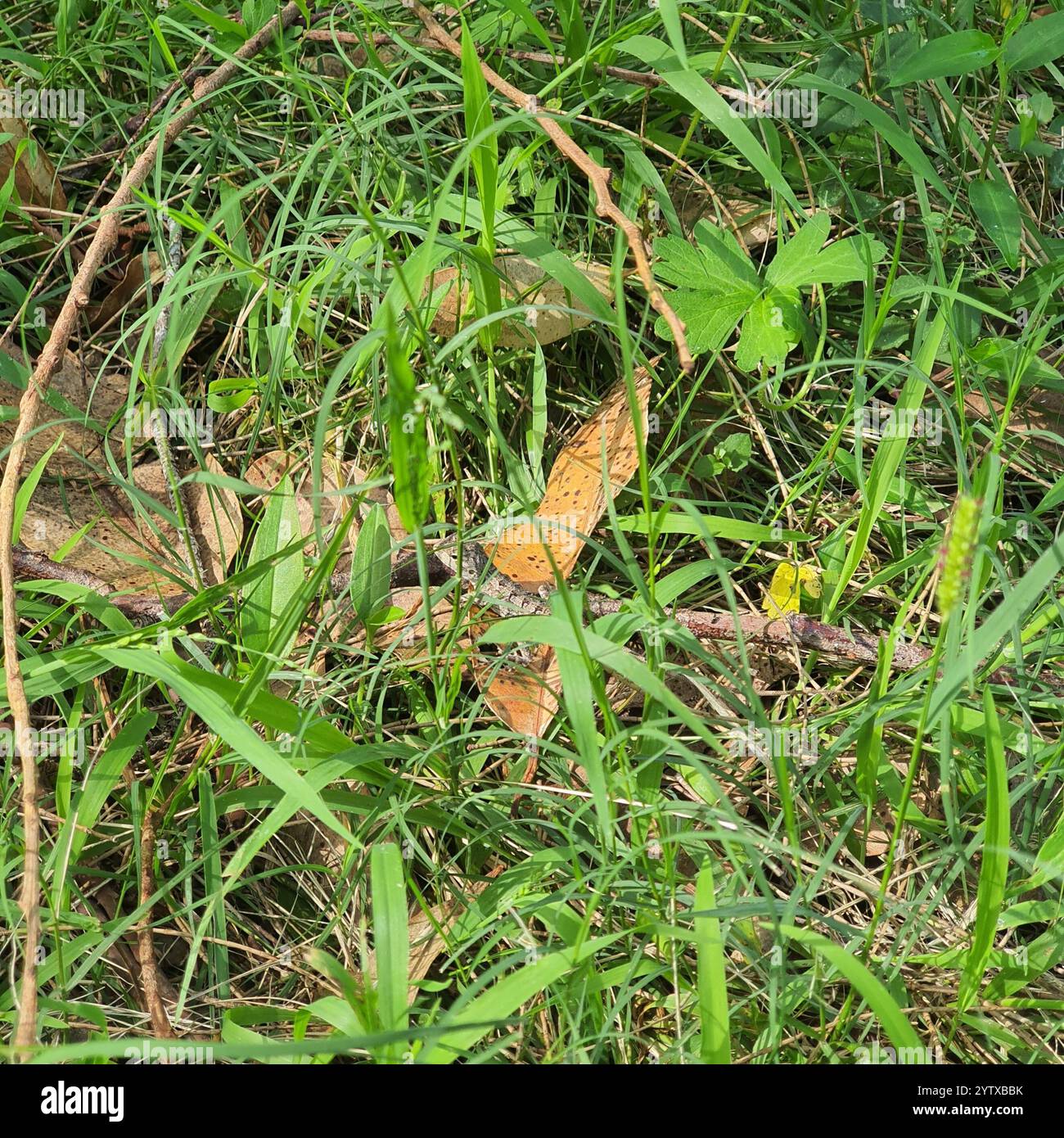 Jacky Dragon (Amphibolurus muricatus Stock Photo - Alamy
