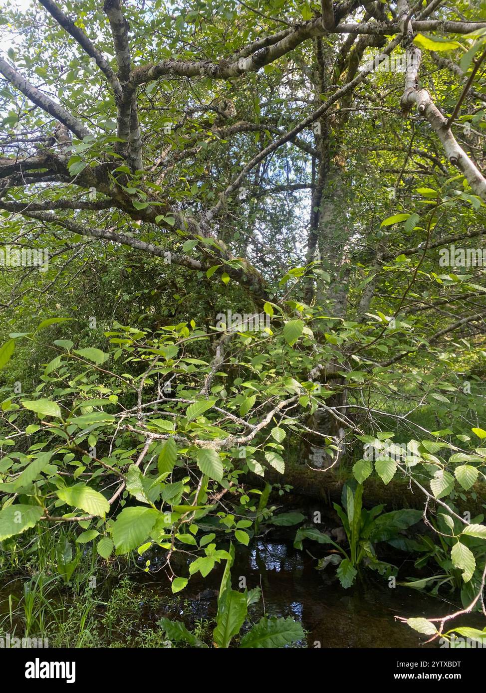 Red Alder (Alnus rubra Stock Photo - Alamy