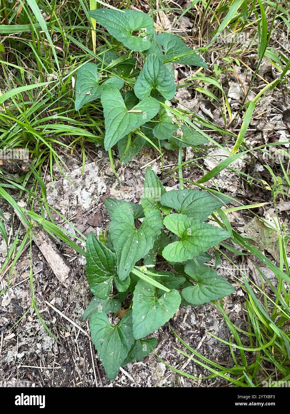 Missouri Violet (Viola missouriensis Stock Photo - Alamy