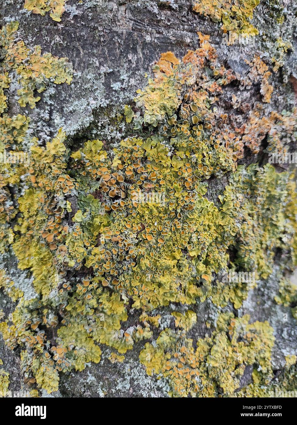 Common Sunburst Lichen (Xanthoria parietina Stock Photo - Alamy