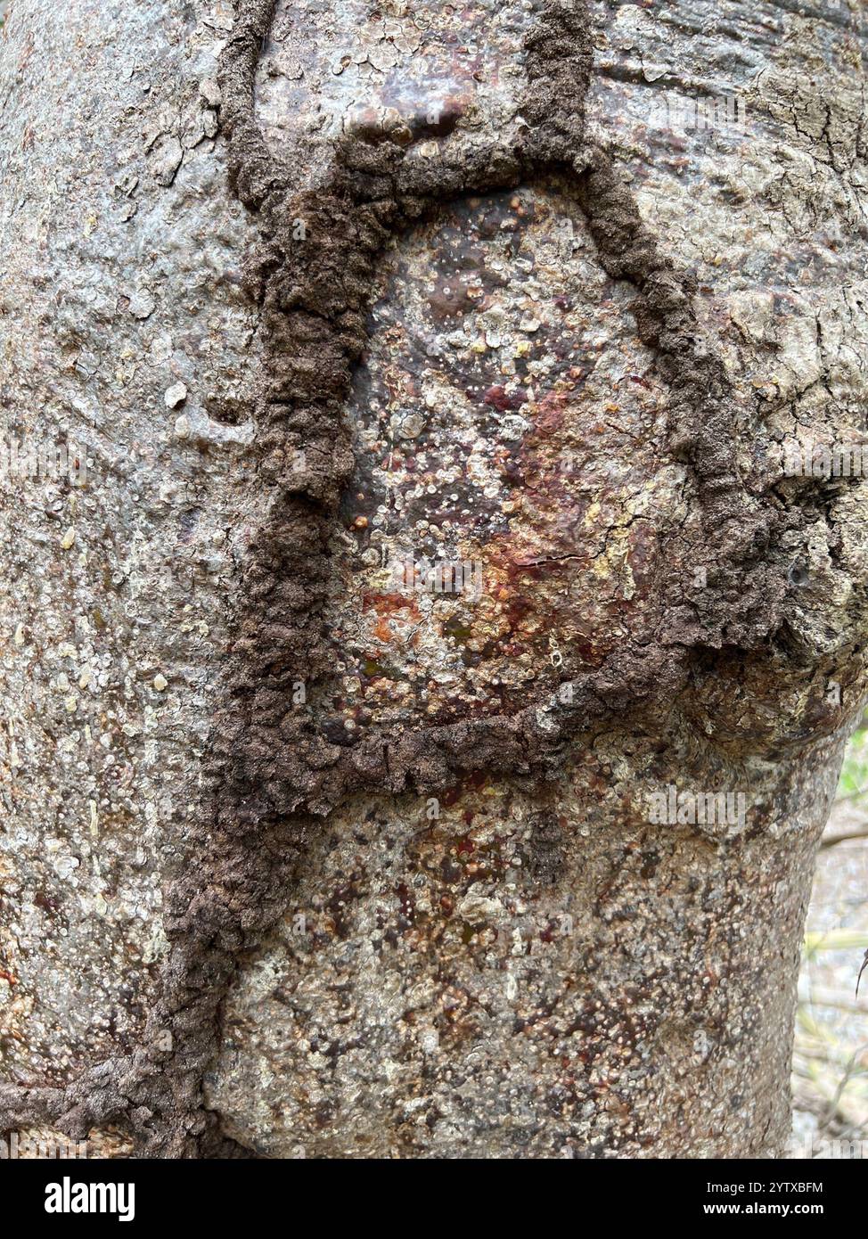 Nasute Termites (Nasutitermitinae Stock Photo - Alamy