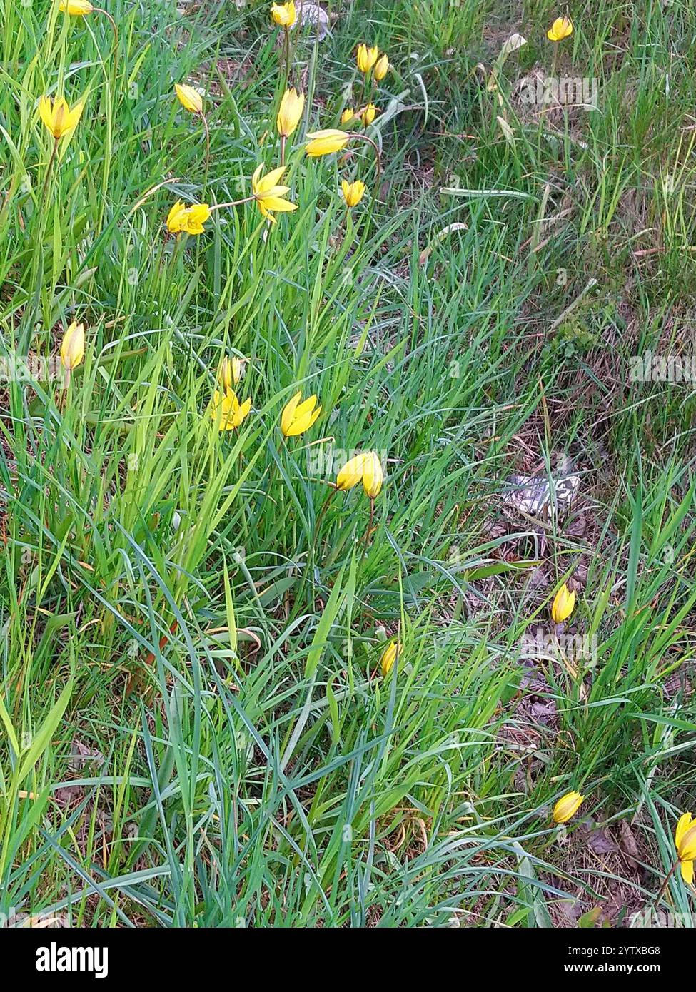 Wild Tulip (Tulipa sylvestris Stock Photo - Alamy