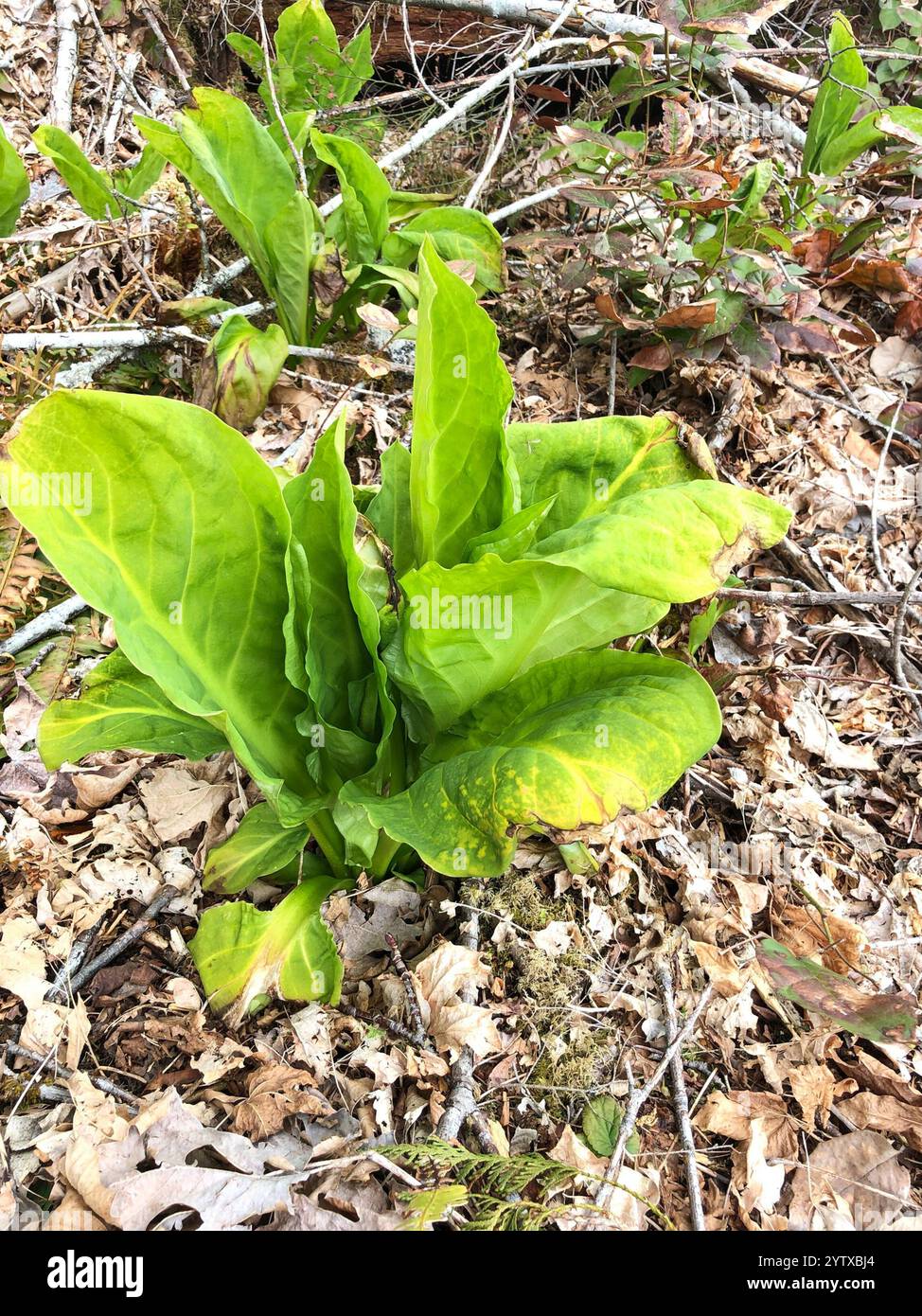 western skunk cabbage (Lysichiton americanus Stock Photo - Alamy
