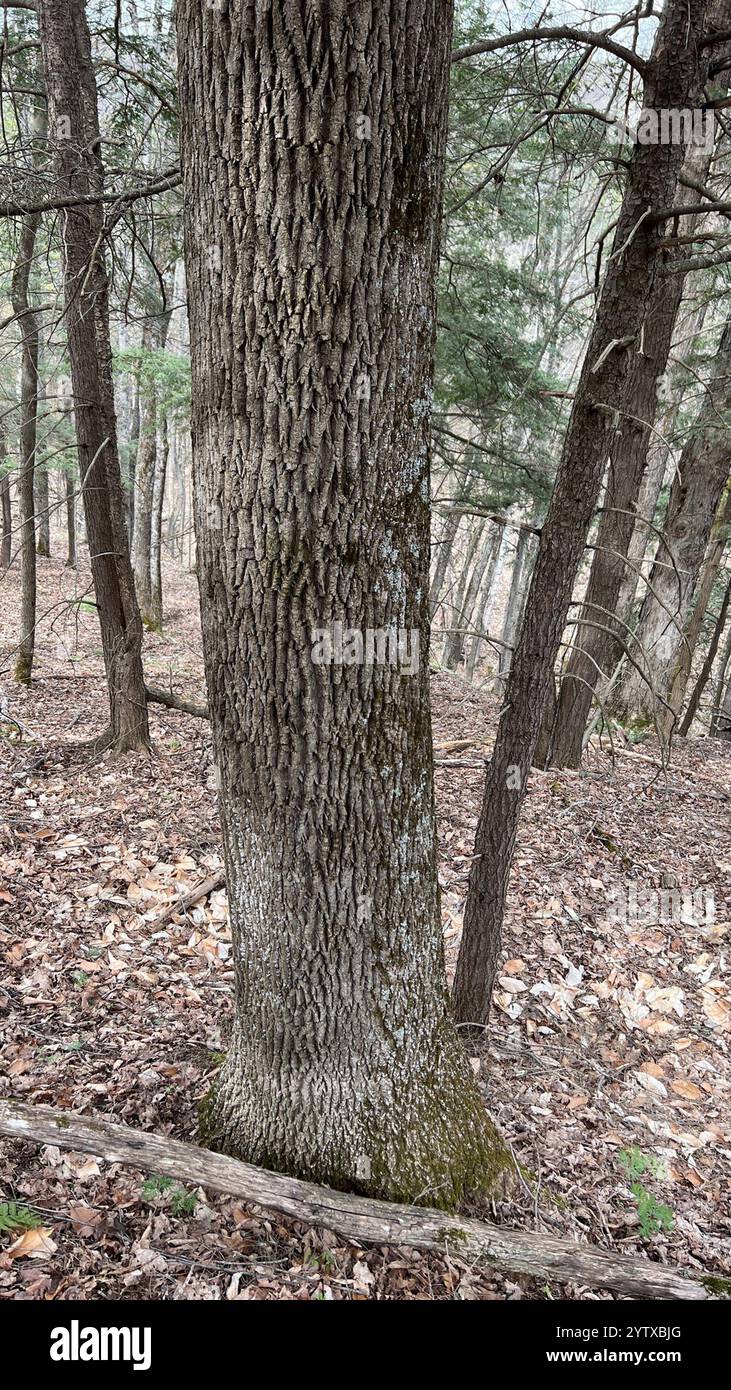 white ash (Fraxinus americana Stock Photo - Alamy