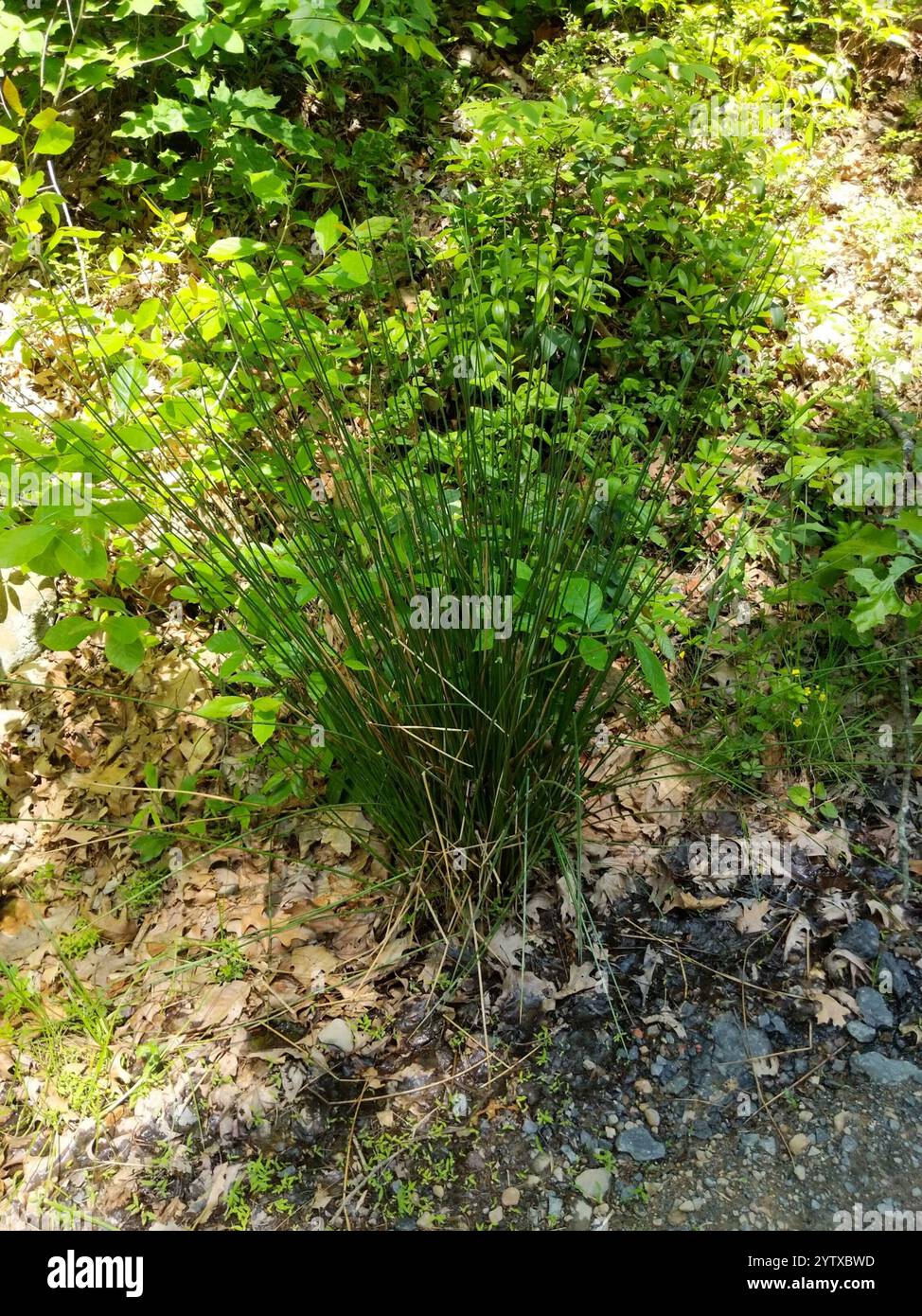 Soft Rush (Juncus effusus Stock Photo - Alamy