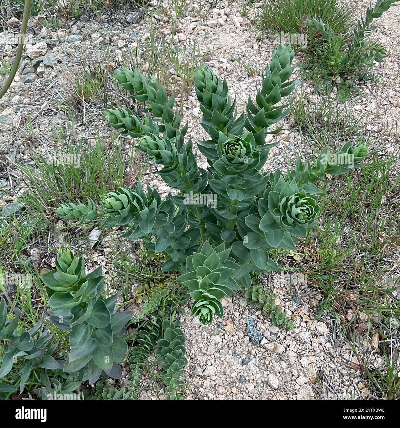 Balkan toadflax (Linaria dalmatica Stock Photo - Alamy