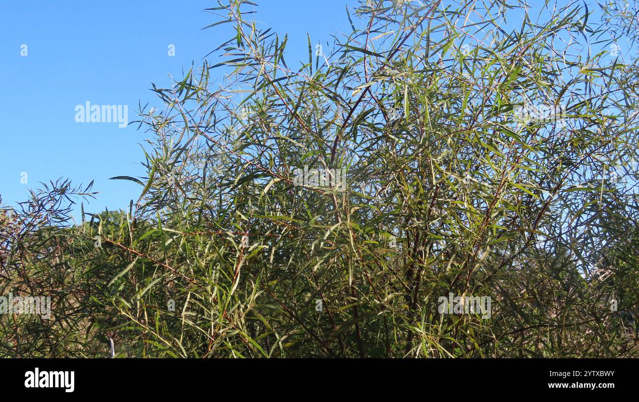 interior sandbar willow (Salix interior Stock Photo - Alamy
