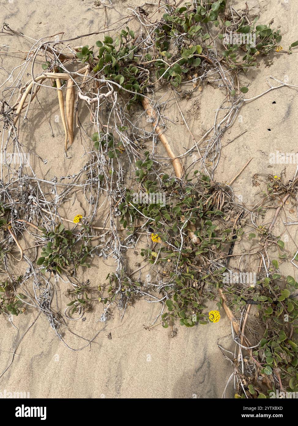 Yellow Sand Verbena (Abronia latifolia Stock Photo - Alamy
