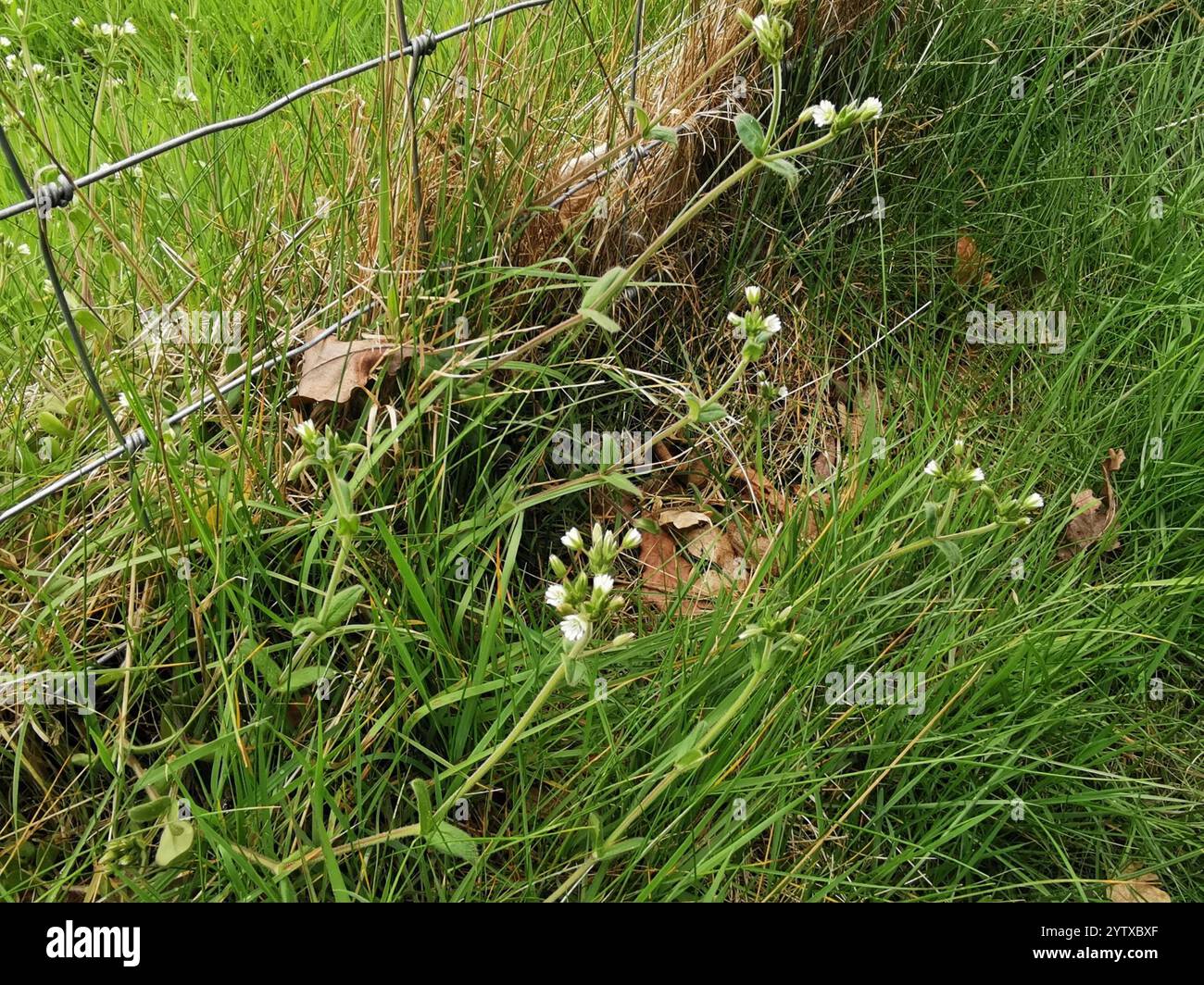 Common mouse-ear chickweed (Cerastium fontanum Stock Photo - Alamy