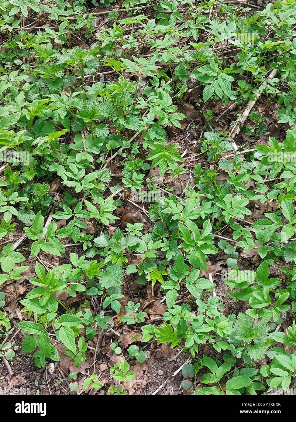 Striped Field Mouse (Apodemus agrarius Stock Photo - Alamy