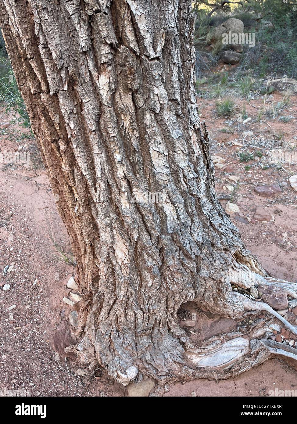 Fremont Cottonwood (Populus fremontii Stock Photo - Alamy