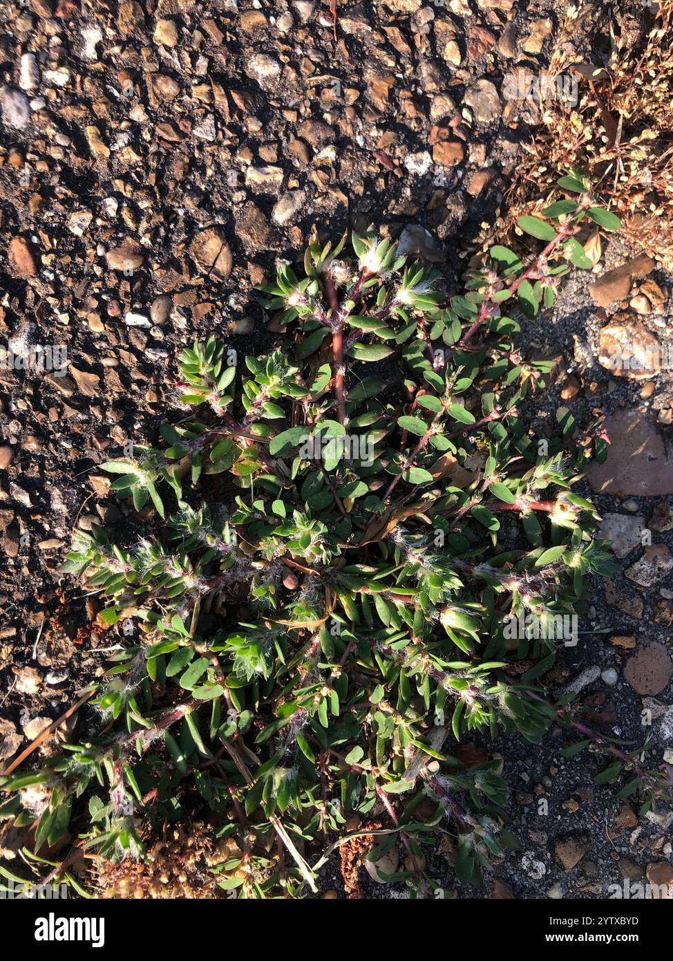 Paraguayan Purslane (Portulaca amilis Stock Photo - Alamy