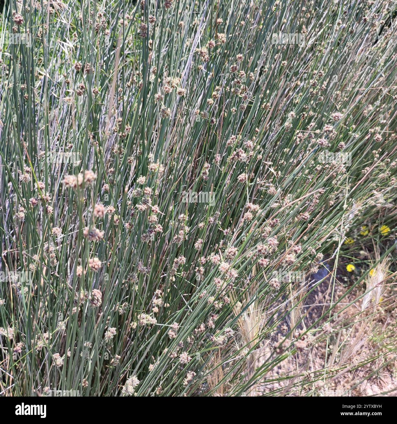 Round-headed Clubrush (Scirpoides holoschoenus Stock Photo - Alamy