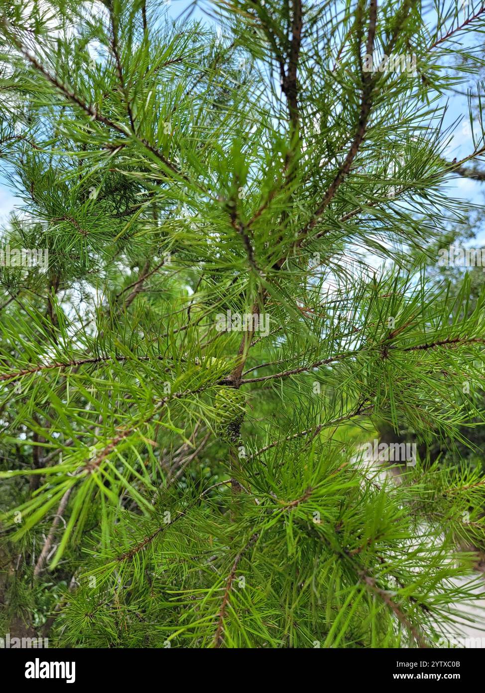 sand pine (Pinus clausa Stock Photo - Alamy