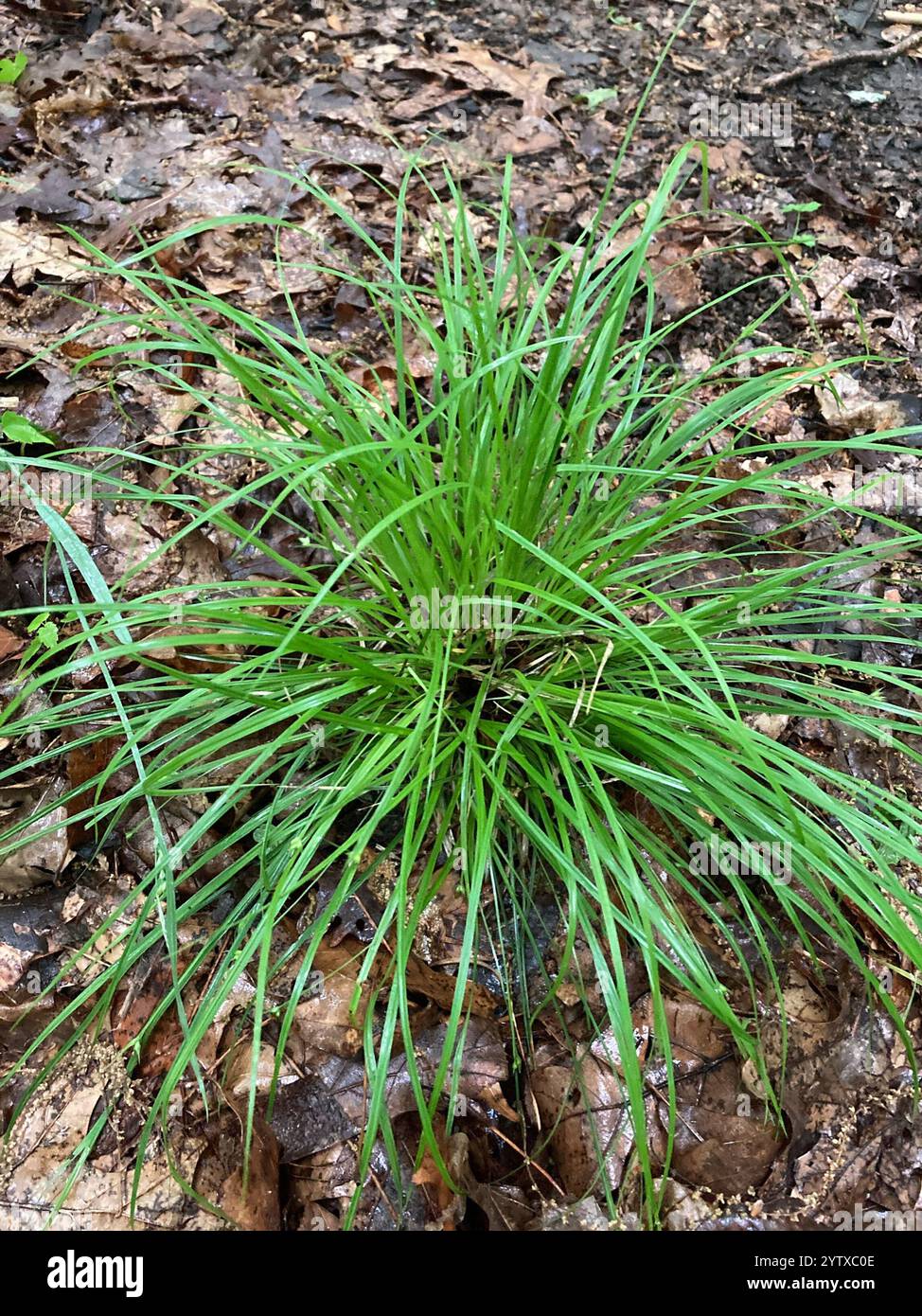 Timid Sedge (Carex timida Stock Photo - Alamy