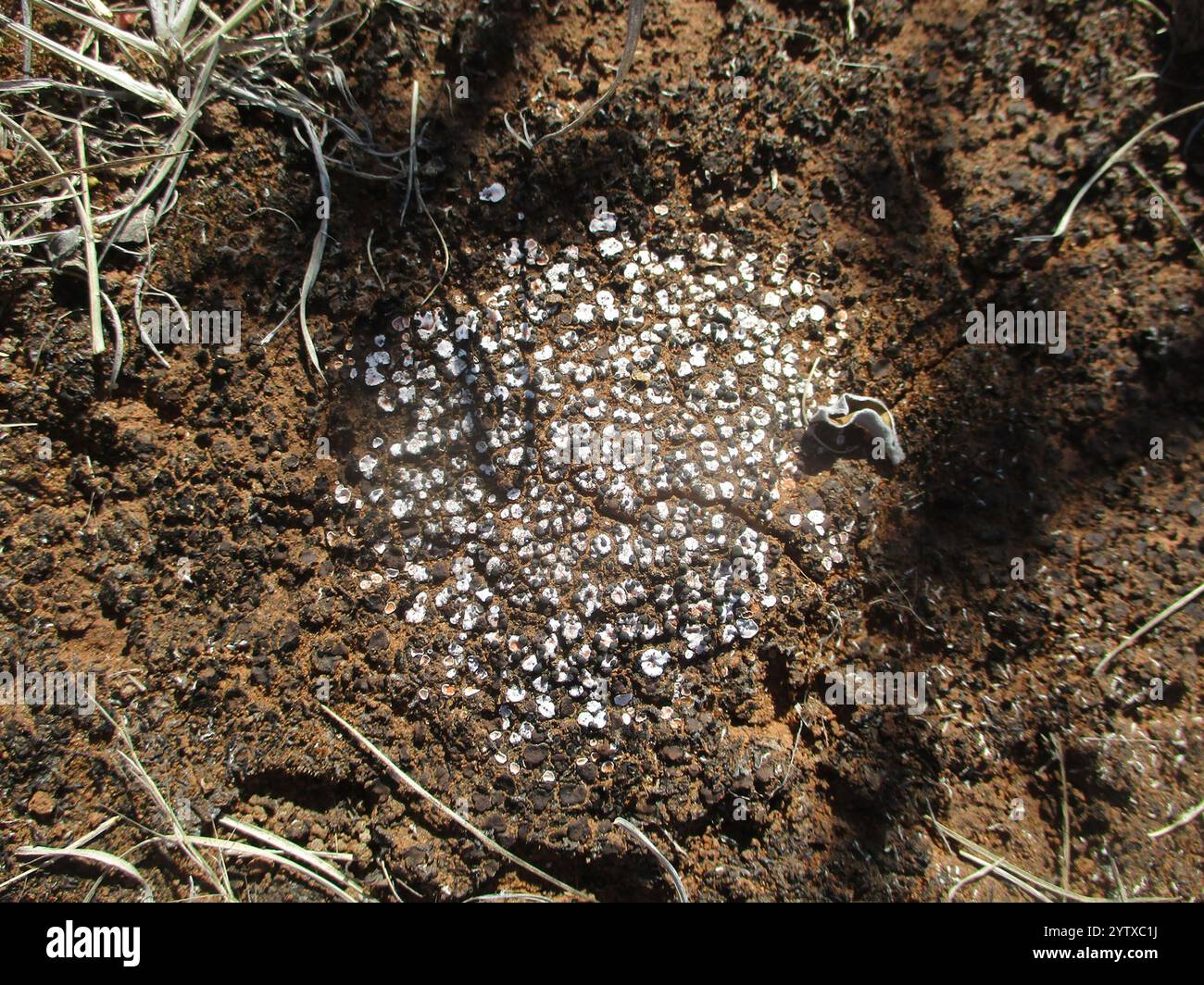 brick scale (Psora crenata Stock Photo - Alamy