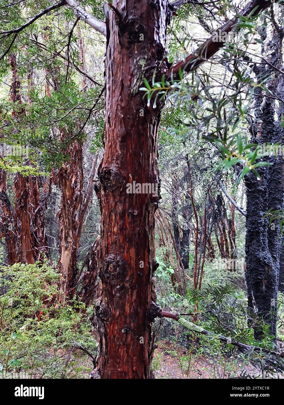 Hall's totara (Podocarpus laetus Stock Photo - Alamy