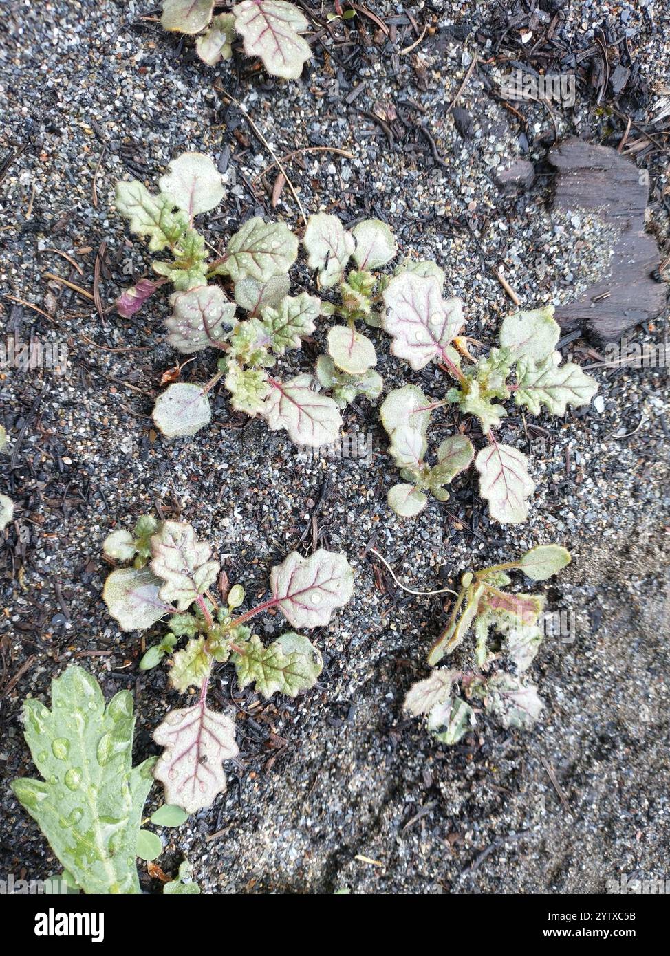 Jerusalem oak (Dysphania botrys Stock Photo - Alamy