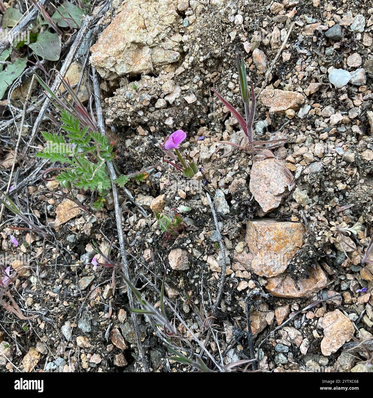 Redstem Stork's-bill (Erodium cicutarium Stock Photo - Alamy