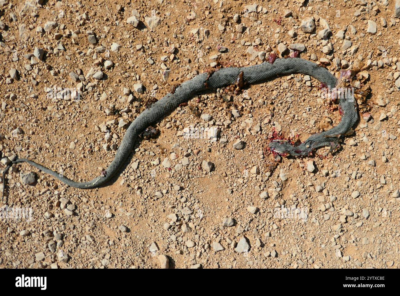 Eastern Montpellier Snake (Malpolon insignitus Stock Photo - Alamy
