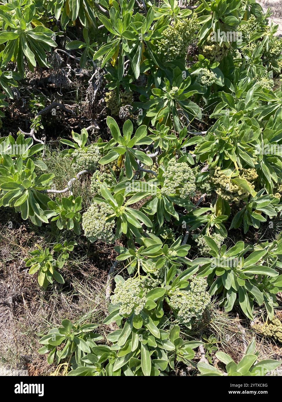 tree heliotrope (Heliotropium arboreum Stock Photo - Alamy