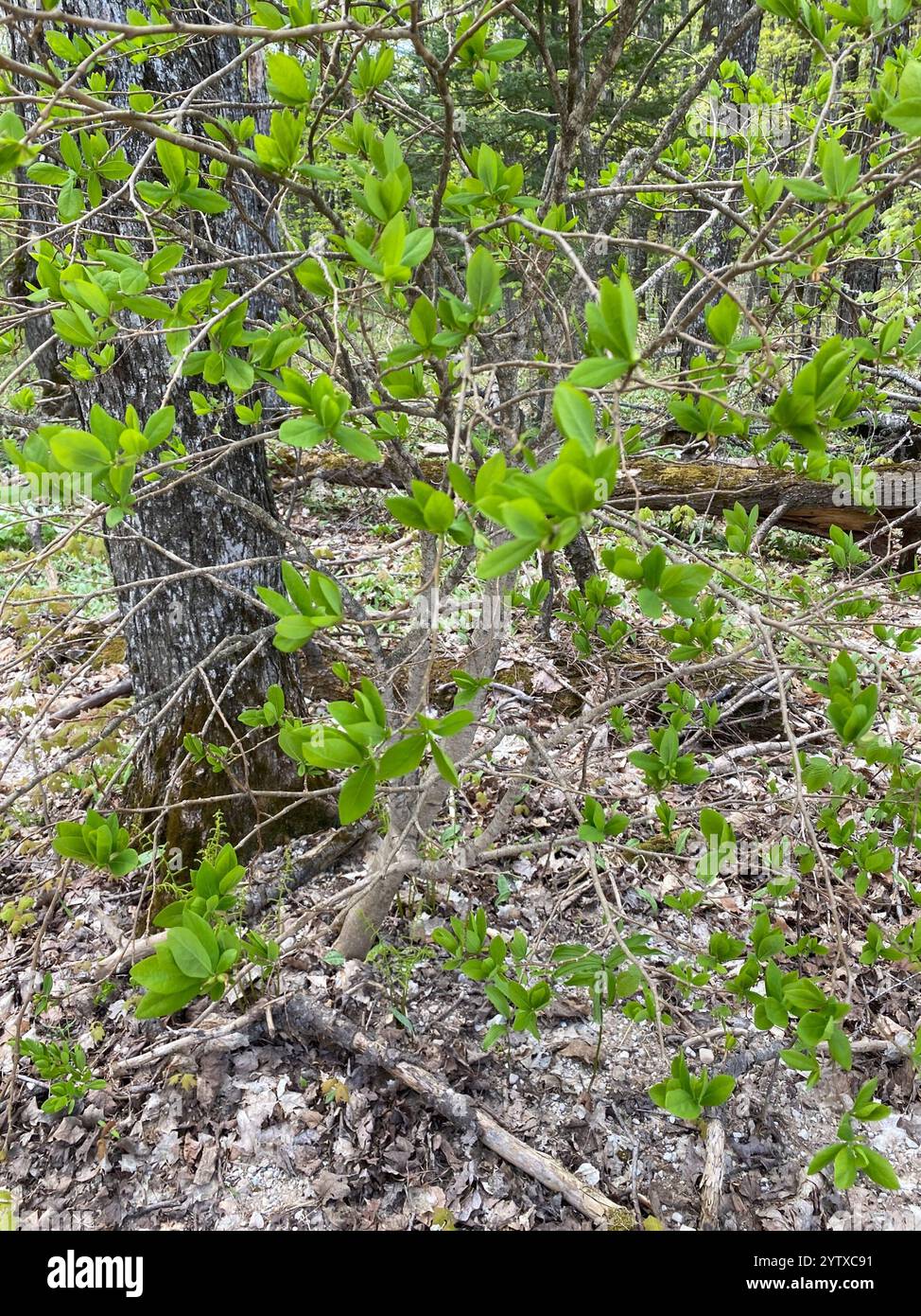 eastern leatherwood (Dirca palustris Stock Photo - Alamy