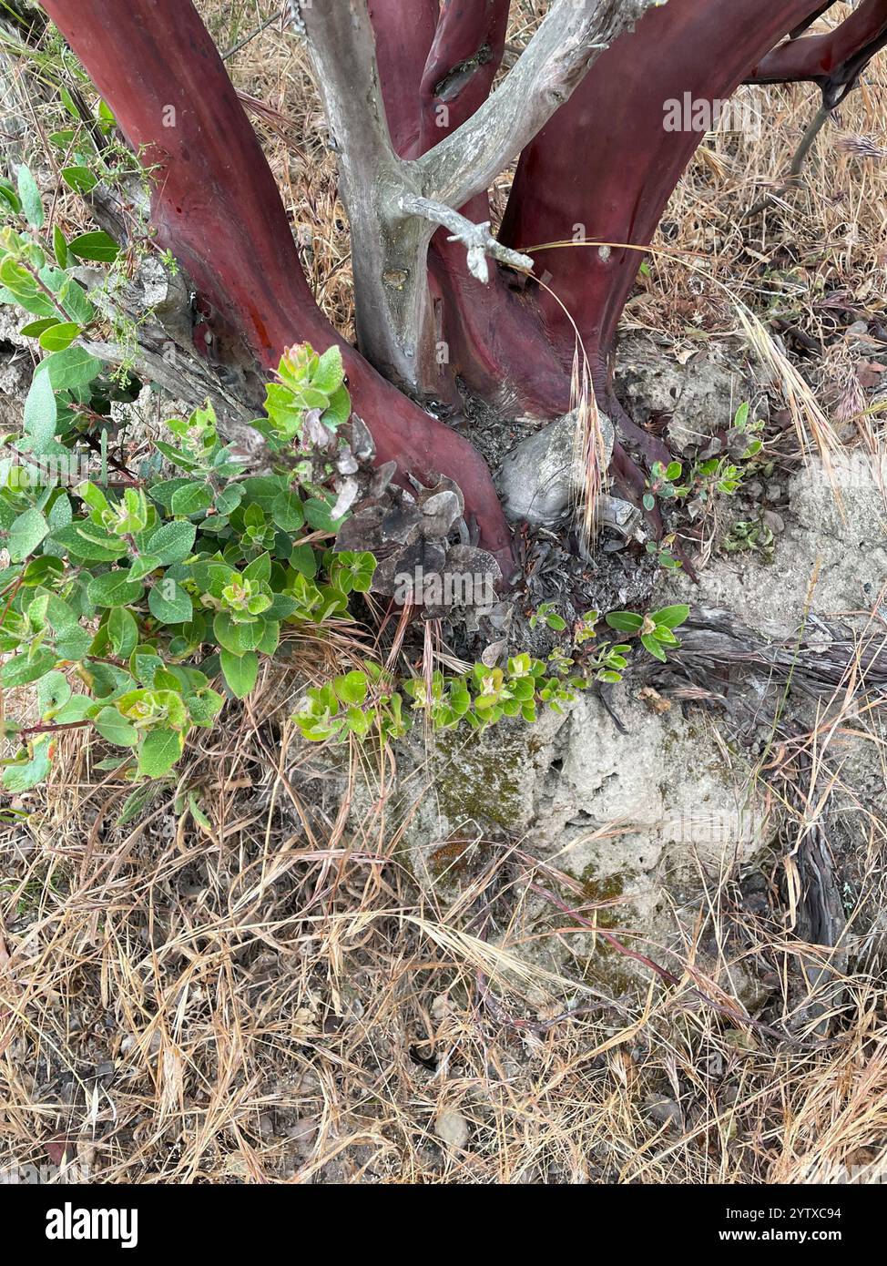 Toro manzanita (Arctostaphylos montereyensis Stock Photo - Alamy