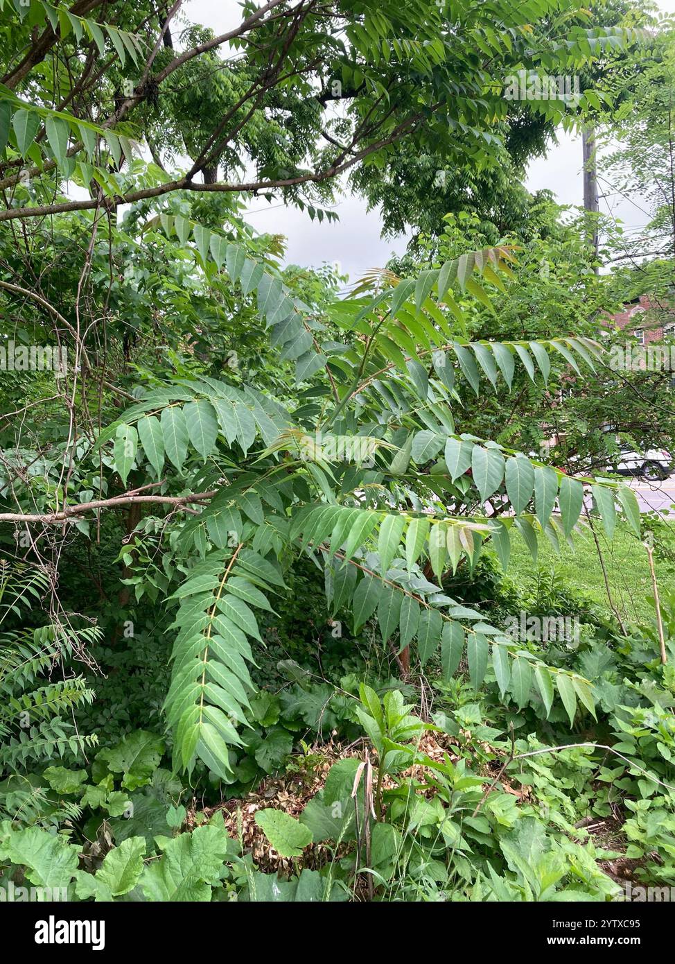 tree-of-heaven (Ailanthus altissima Stock Photo - Alamy