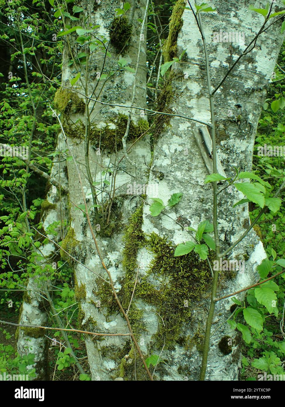 Red Alder (Alnus rubra Stock Photo - Alamy