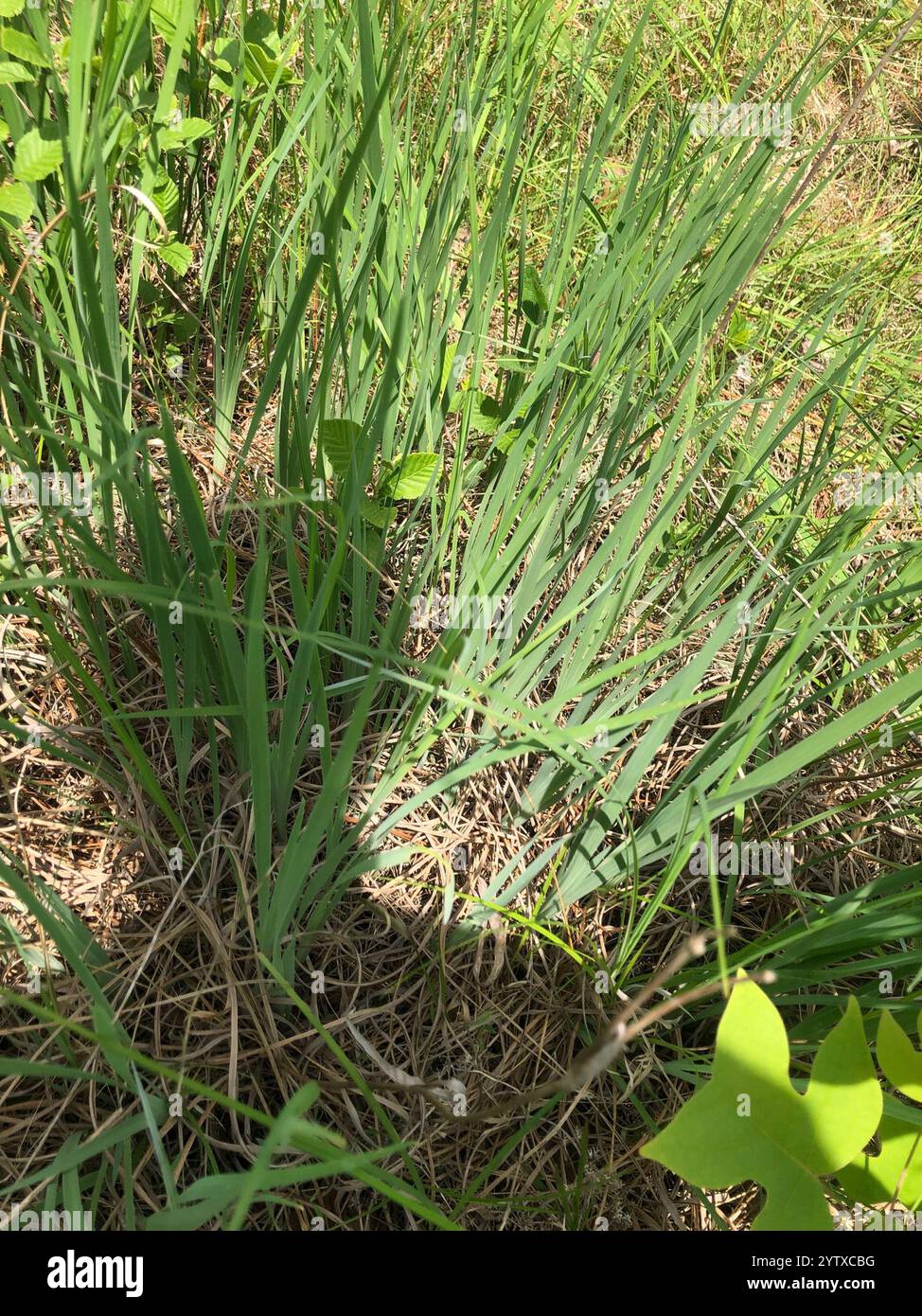 Slender Blue Flag (Iris prismatica Stock Photo - Alamy