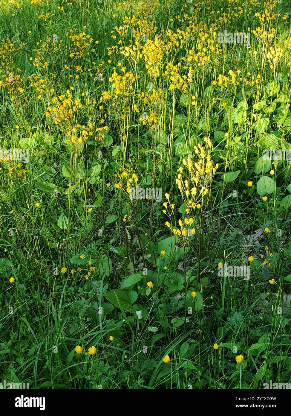 balsam ragwort (Packera paupercula Stock Photo - Alamy