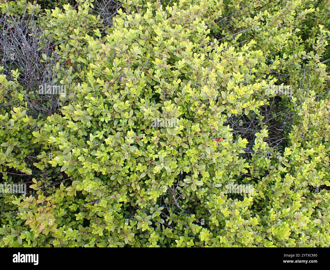 Oregon Boxwood (Paxistima myrsinites Stock Photo - Alamy