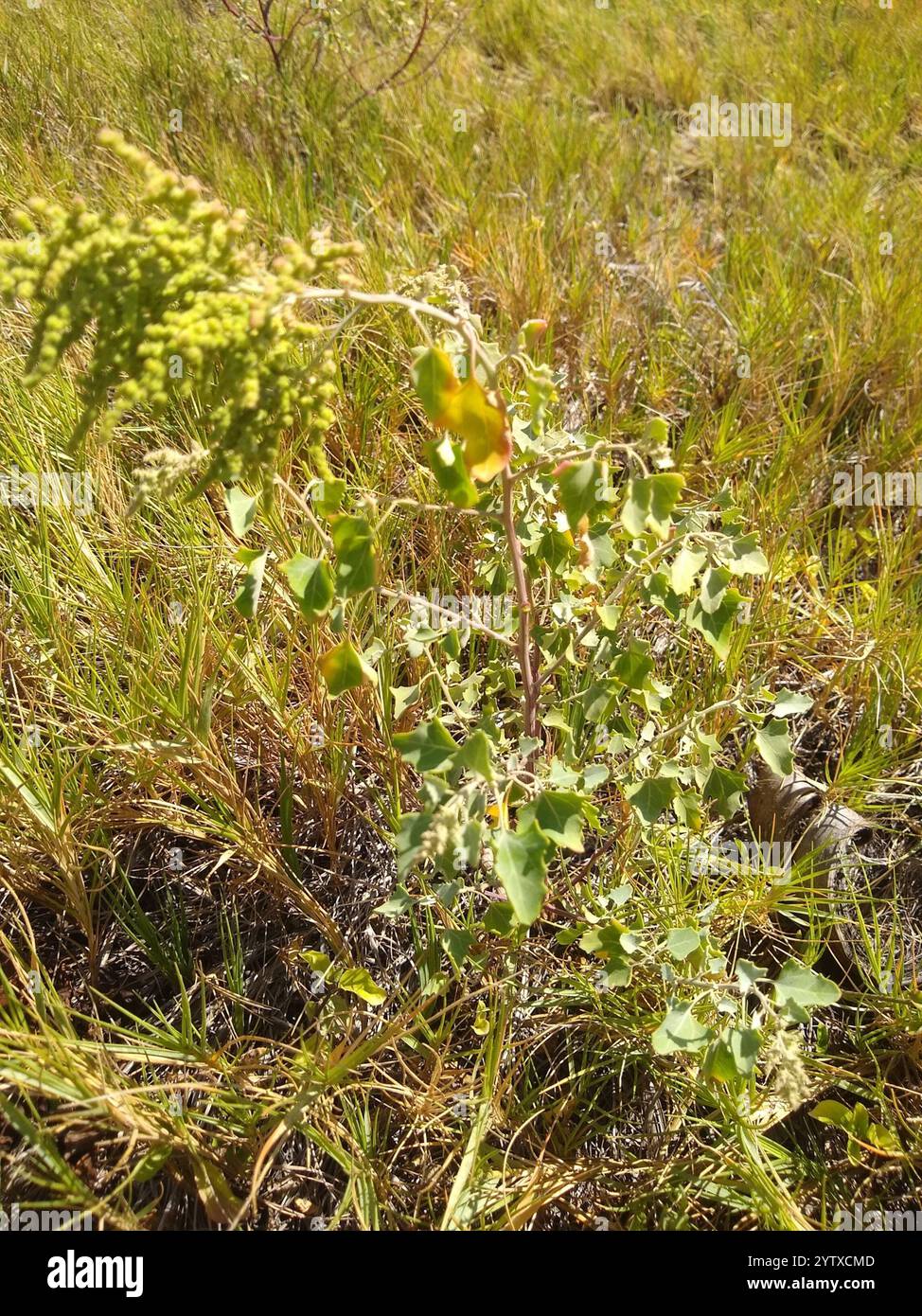 ʻAweoweo (Chenopodium oahuense Stock Photo - Alamy
