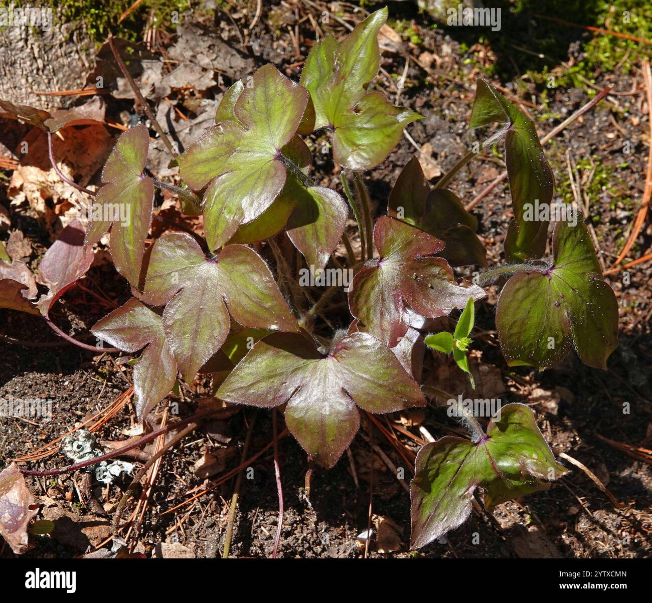 sharp-lobed hepatica (Hepatica acutiloba Stock Photo - Alamy