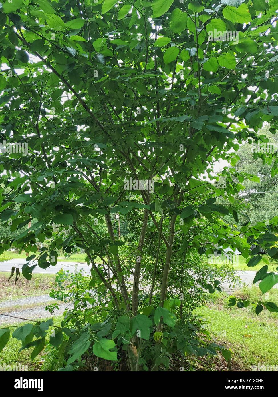 red mulberry (Morus rubra Stock Photo - Alamy