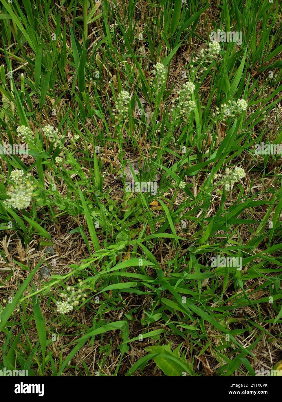 field peppergrass (Lepidium campestre Stock Photo - Alamy