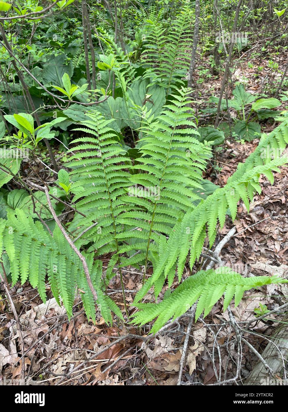 cinnamon fern (Osmundastrum cinnamomeum Stock Photo - Alamy